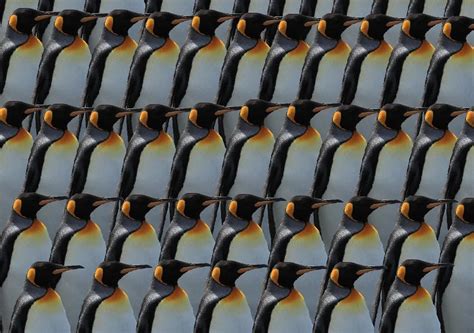 Why Are There So Many Linux