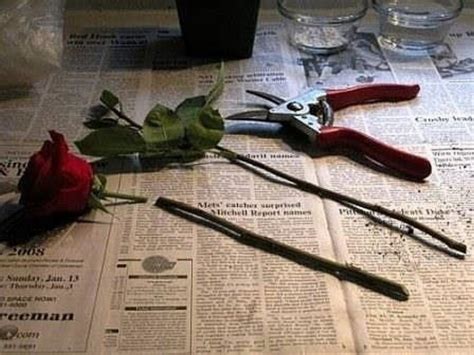«Тройчатка» — супер-средство для проращивания роз - Упражнения и похудение