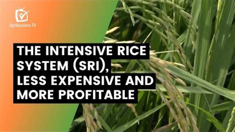 System Of Rice Intensification Project Regeneration