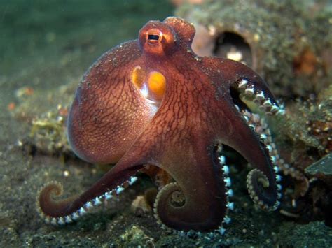 Best 25 Octopus Photos Ideas On Pinterest Octopuses Blue Ringed