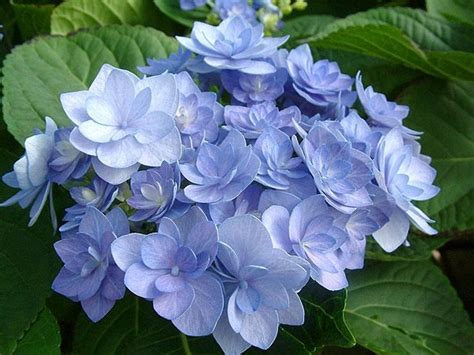 Купить Гортензия крупнолистная Романс БлюHydrangea macrophylla Romance ...