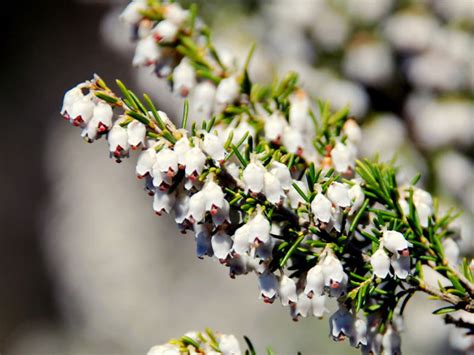 傅老師的旅遊網 溫柔又可愛的歐石楠花一