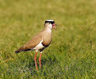 From My Garden Fence Crowned Lapwing Plover Kiewiet