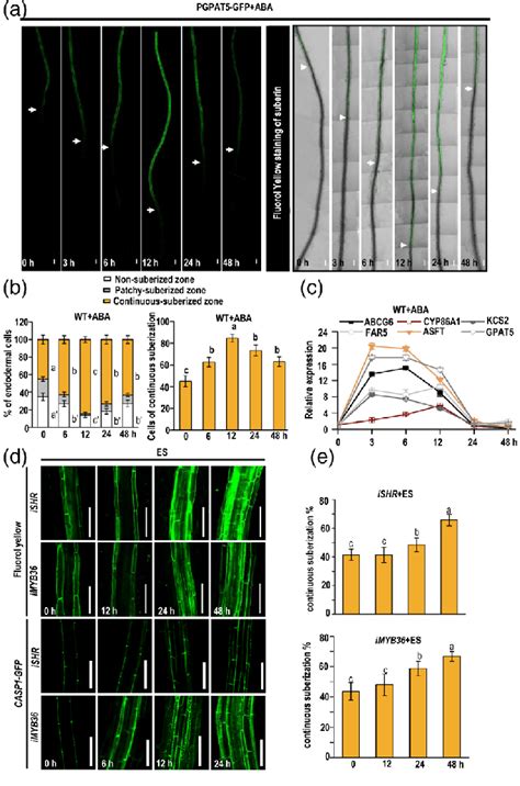 Distinct Temporal Patterns Of Suberization Regulated By Short Root