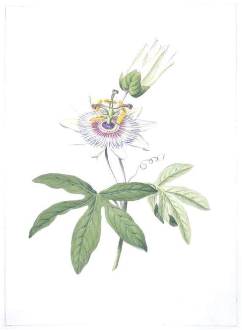 Passion Flower Plant Clipart Clipground