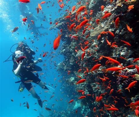 Premium Photo Diving In The Red Sea In Egypt Tropical Reef