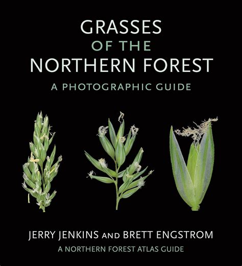Grasses Of The Northern Forest A Photographic Guide Jenkins Jerry