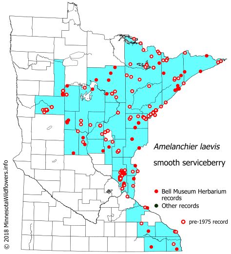 Amelanchier Laevis Prairie Restorations Inc