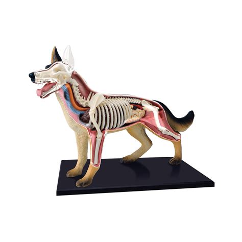 Maqueta Perro 29 Partes Hm Medical