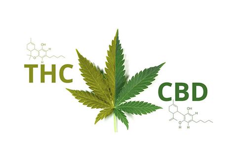 Does Cbd Contain Thc