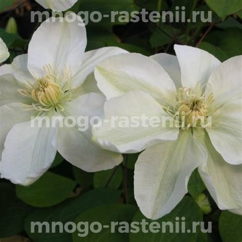 Саженцы Клематис крупноцветковый Мэри Клэр (Clematis variety Mary ...