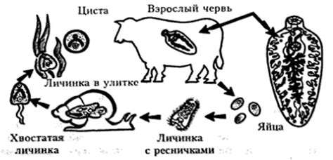 жизненный цикл печеночного сосальщика Заполнить таблицу самую первую