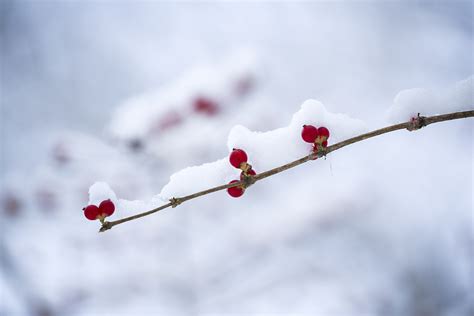 中国这6座城市，一下雪足以惊艳全世界凤凰网