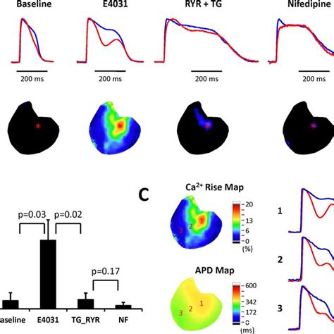 Apd A Representative Action Potential Traces And Apd Maps At Pacing