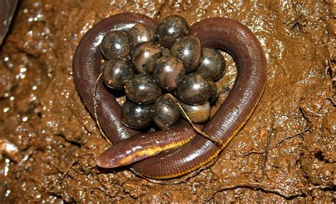 Caecilian Life Cycle