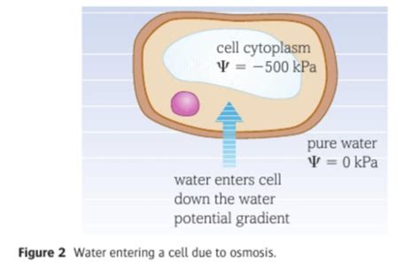 Movement Of Water Through Plants Flashcards Quizlet