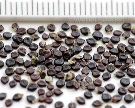 Polygonum Persicaria Ladys Thumb