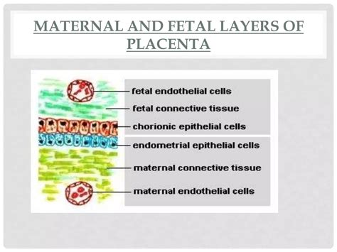 Histology Of Embryology Placenta Pdf
