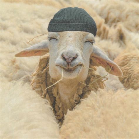 Gezellig Ts Nl Ansichtkaart Blij Schaap