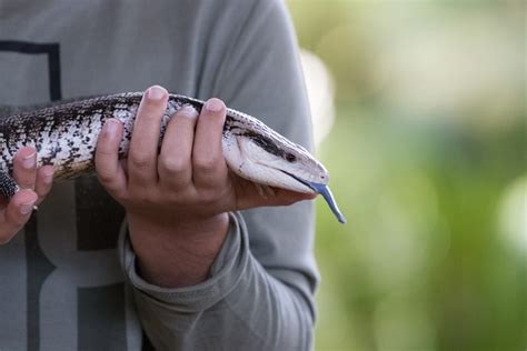 How To Tame A Blue Tongue Skink In 5 Easy Steps Reptile Craze
