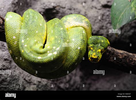 Green Tree Python Morelia Viridis Head On View In The Camera Whole Body View Stock Photo Alamy