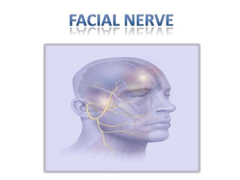 The Seventh Cranial Nerve