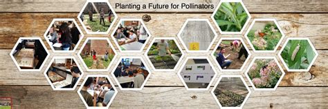Planting A Future For Pollinators Fly Sex Courtship Song And Impostor Syndrome