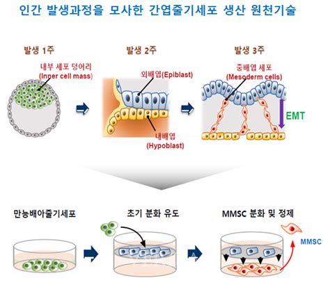 중간엽줄기세포 투여로 난치성 두드러기 질환 치료 가능성 확인” 서울경제