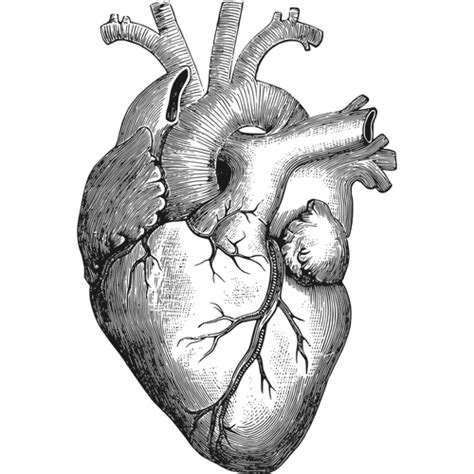 Anatomical Heart Vector Illustration Public Domain Vectors