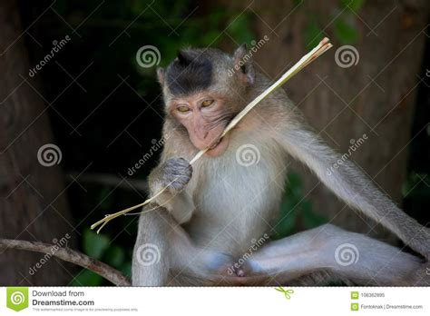 Cute Monkey Stock Image Image Of Primate Snout Fauna 106362895