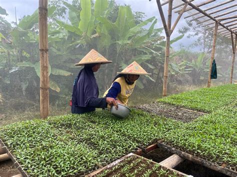 Innovation Brings Opportunity To More Women In Indonesias Chilli Sector Ande