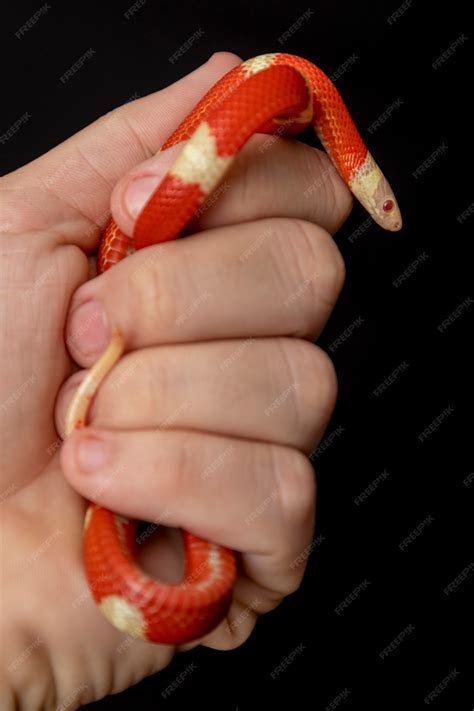 Lampropeltis Triangulum Comúnmente Conocida Como La Serpiente De Leche