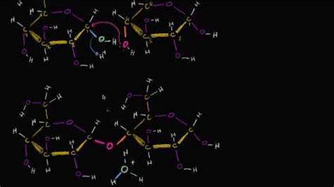 Dehydration Synthesis Glucose