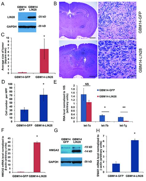 Introduction Of Lin28a Into The Jhh Gbm14 Stem Cell Line Activates A