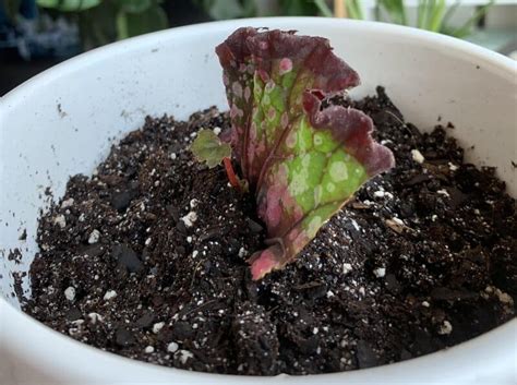 Begonia Rex Insightful Care Guide To Make Painted Leaf Begonia Happy