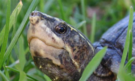 Blandings Turtle Turtle Guardians