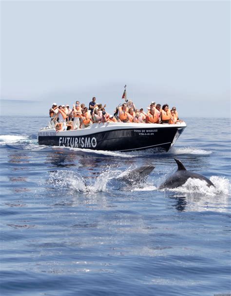Azores A Prime Destination For Whale Watching Ponta Delgada Portugal