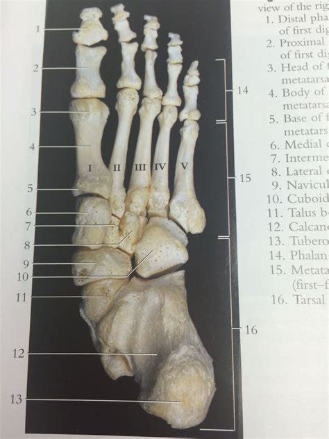 6 1st Cuneiform 7 2nd Cuneiform 8 3rd Cuneiform 9 Navicular Bone 10