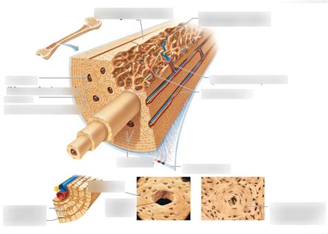 Bone Labeling Diagram Quizlet