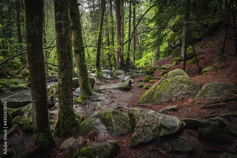 Naturschutzgebiet Höllbachtal im vorderen Bayerischen Wald Stock Photo