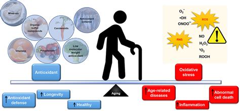 Can You Slow The Human Aging Process With Diet And Exercise