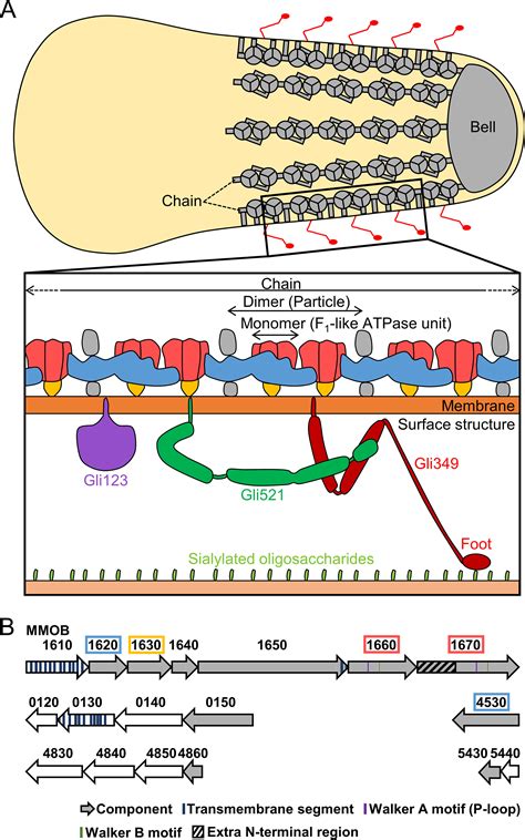 Mycoplasma Structure