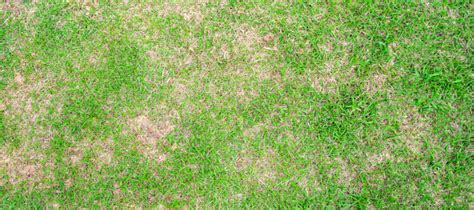 How To Identify Brown Patch Fungus Abc Blog