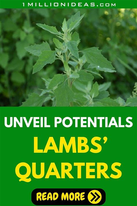 Unveil Potentials Of Lambs Quarters The Weed Can Purify Your Soil And