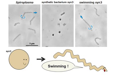 The Worlds Smallest Life Form Can Now Move Thanks To Genetic Engineering