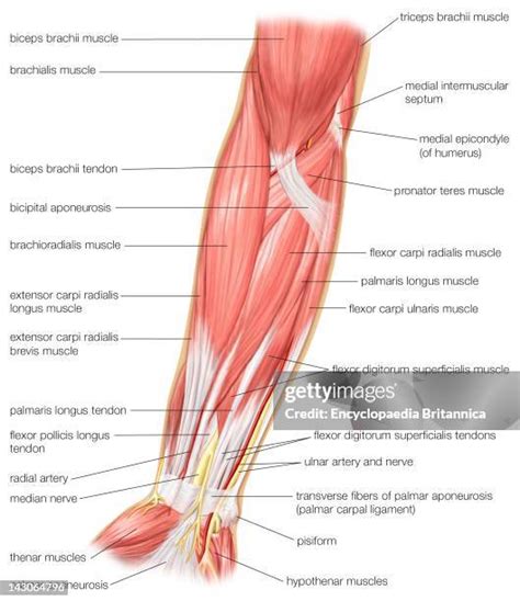 A Posterior View Of The Muscles Of The Human Upper News Photo Getty