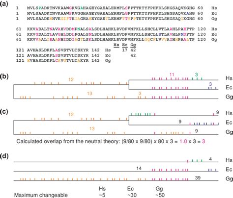 The Overlap Feature Of Hemoglobin Alpha In Macroevolution A Sequence