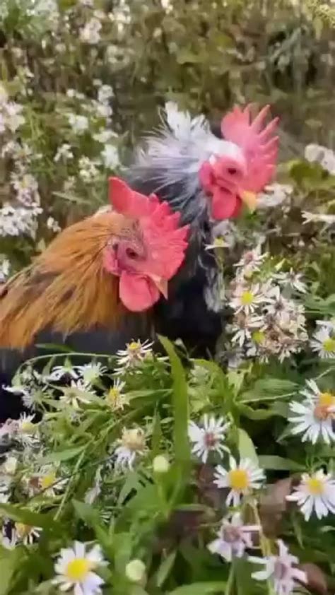 Pin von Judith Ortner auf REALS Guten morgen schöne bilder Guten