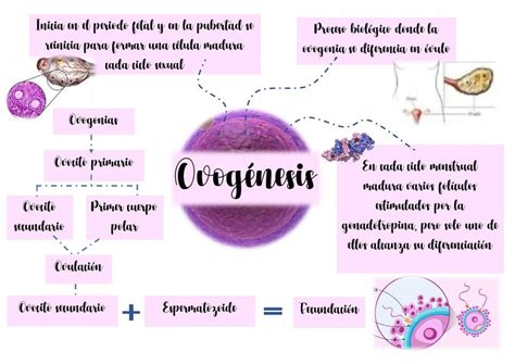 Espermatogenesis Mapa Conceptual