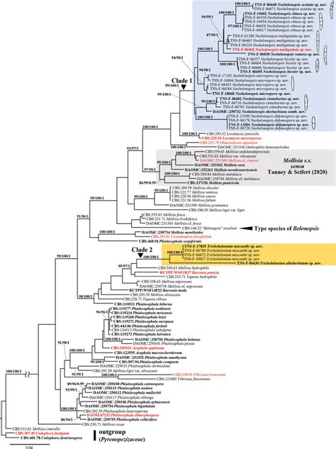 Maximum Likelihood Tree Inferred From Its Lsu Rpb Concatenate